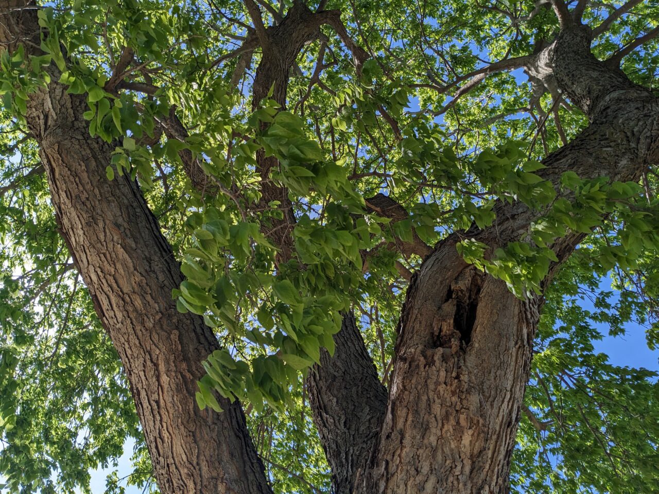 Tree Beautification Project - Kansas Fairgrounds Foundation
